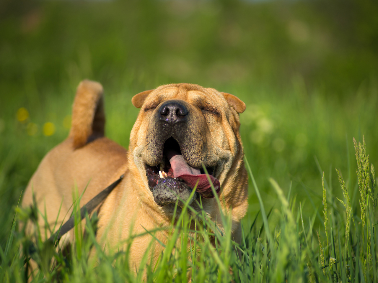 Best Ways to Help Your Dog's Allergies – Zesty Paws Singapore
