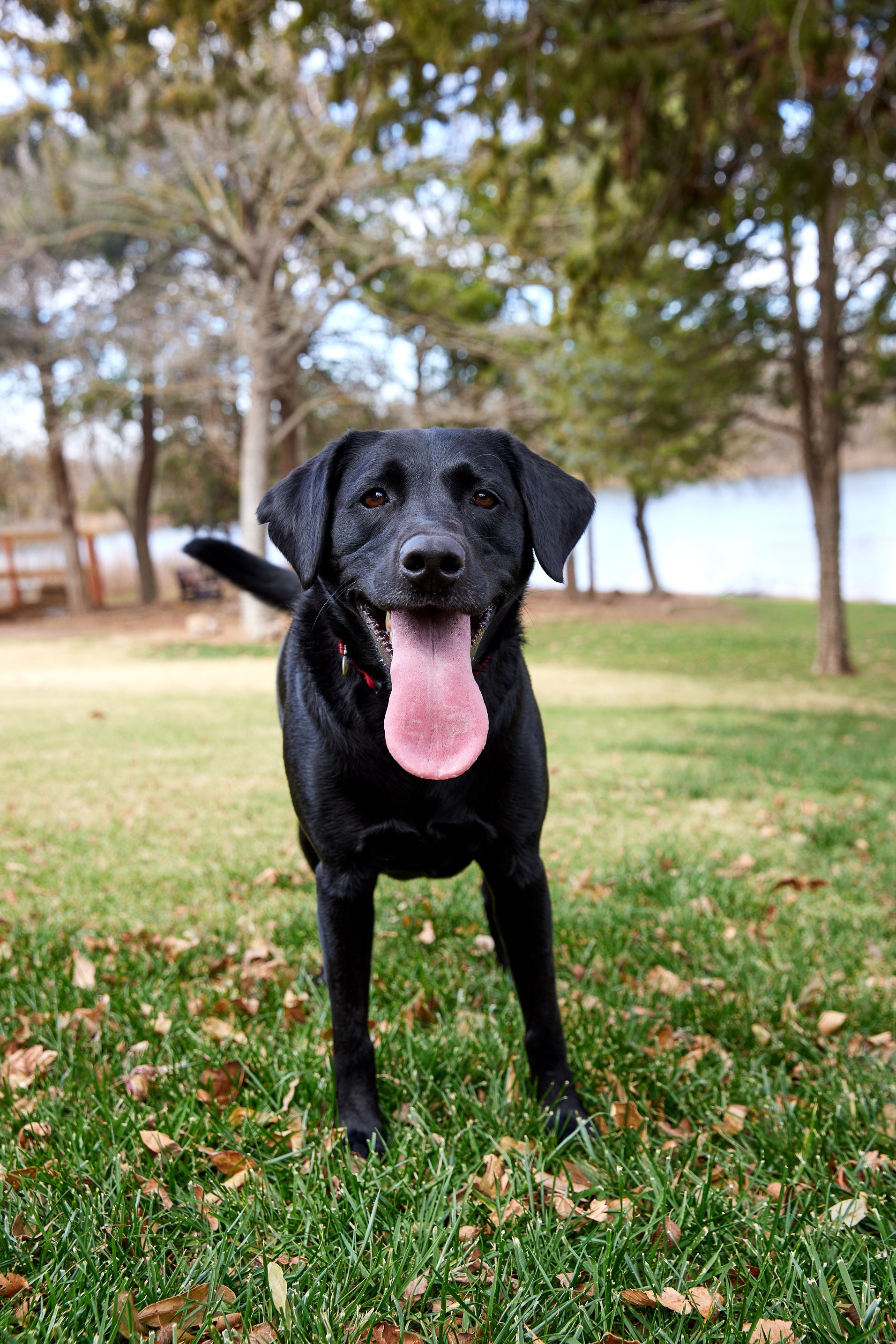 Excessive panting in dogs: causes, remedies | Zesty Paws UK – Zesty ...